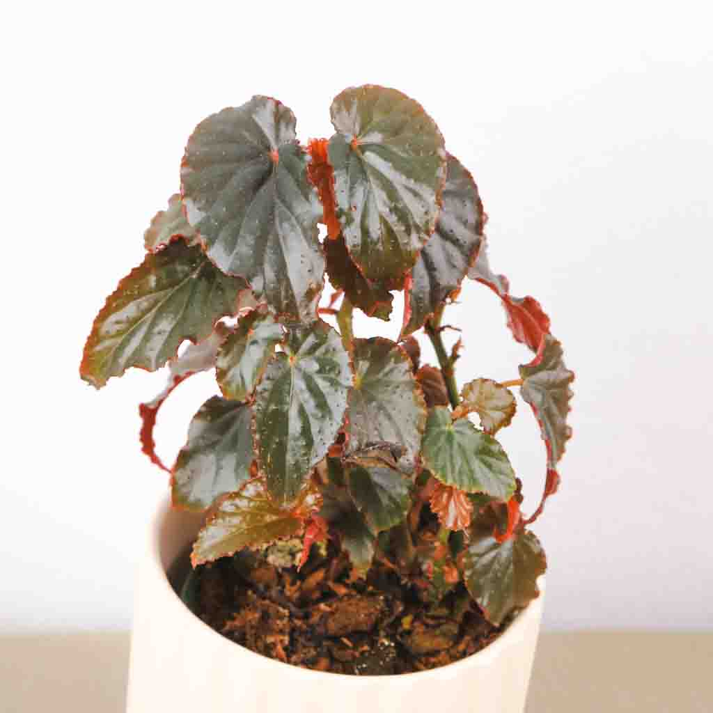 Begonia Black Magic – Foliage World