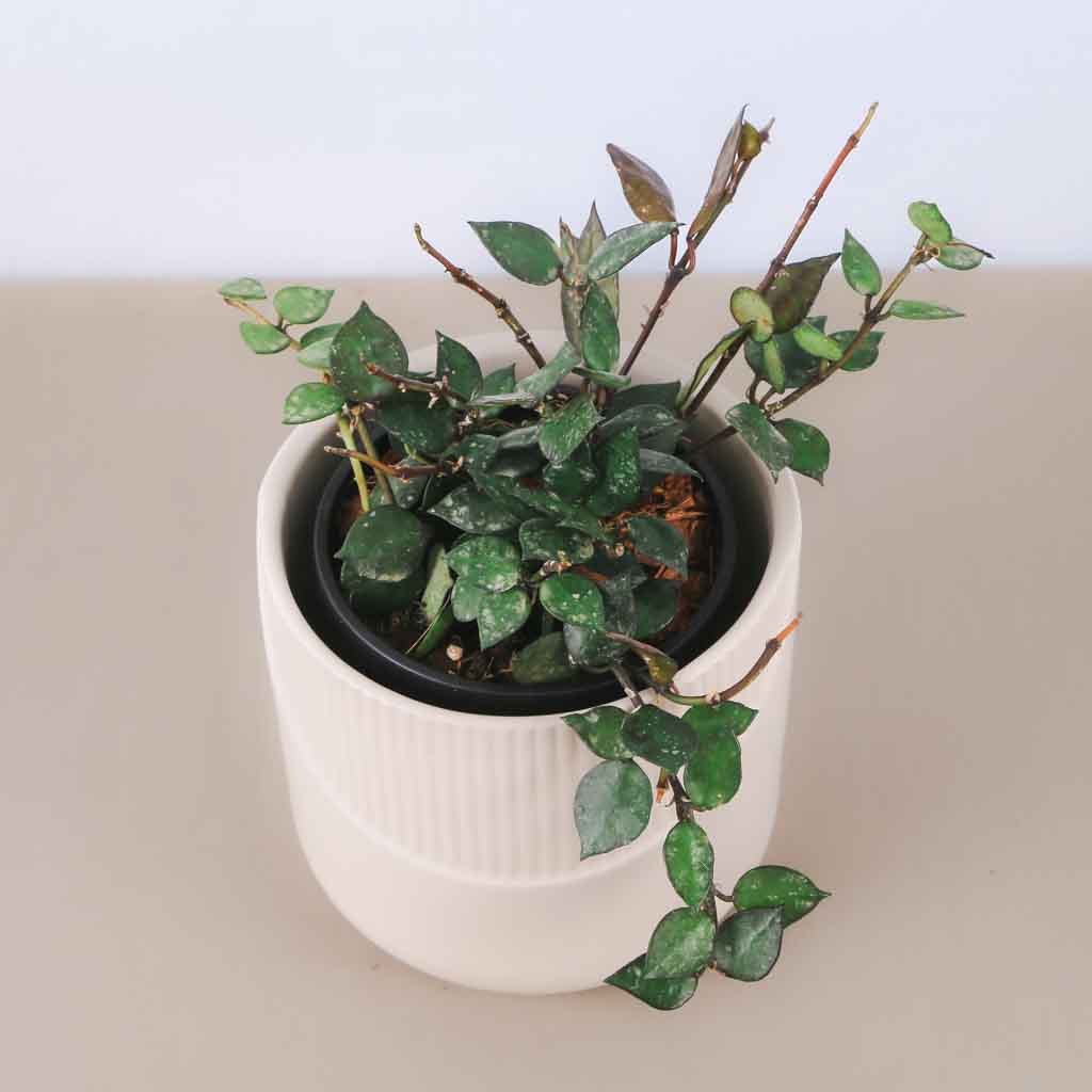 Hoya Krohniana (Black Leaves) – Foliage World